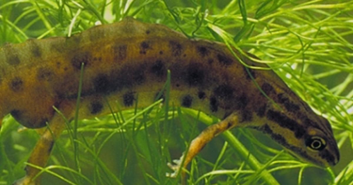 GLOBIO-Aquatic, a global model of human impact on the biodiversity of ...