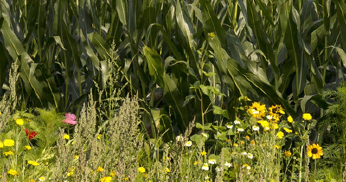 Linking a biodiversity abundance metric to life cycle assessment for ...