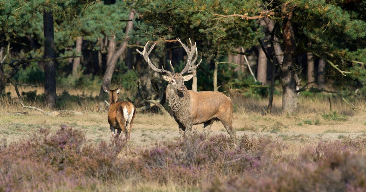 Bending the curve of terrestrial biodiversity | PBL Netherlands ...