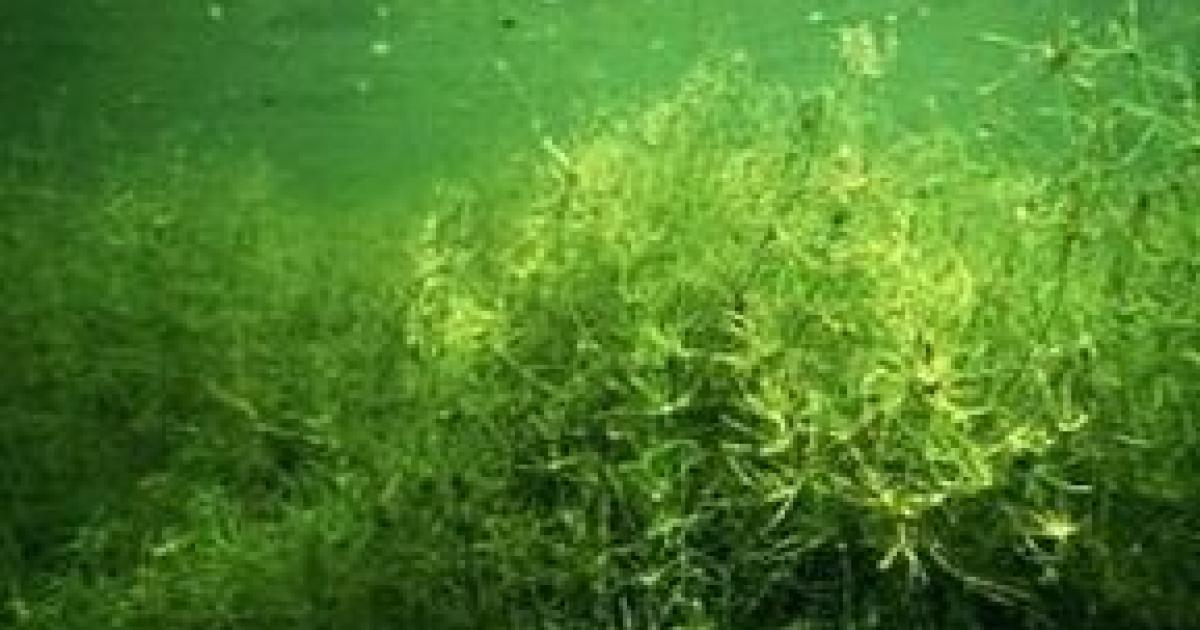 Model studies on the eutrophication of shallow lakes and ditches ...