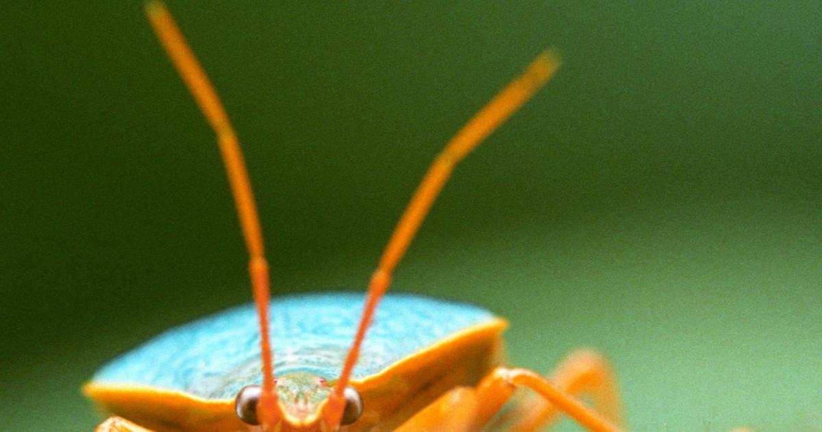 GLOBIO 3.5 technical model description | PBL Netherlands Environmental ...