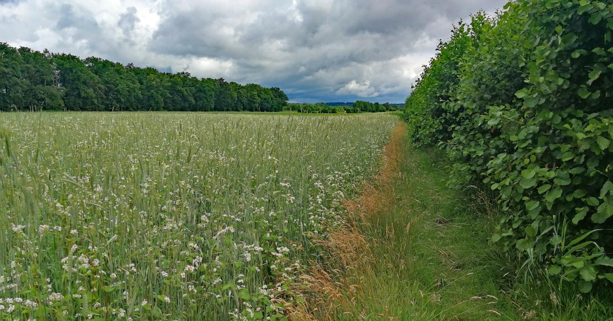 The Role of Different Types of Actors In The Future of Sustainable ...