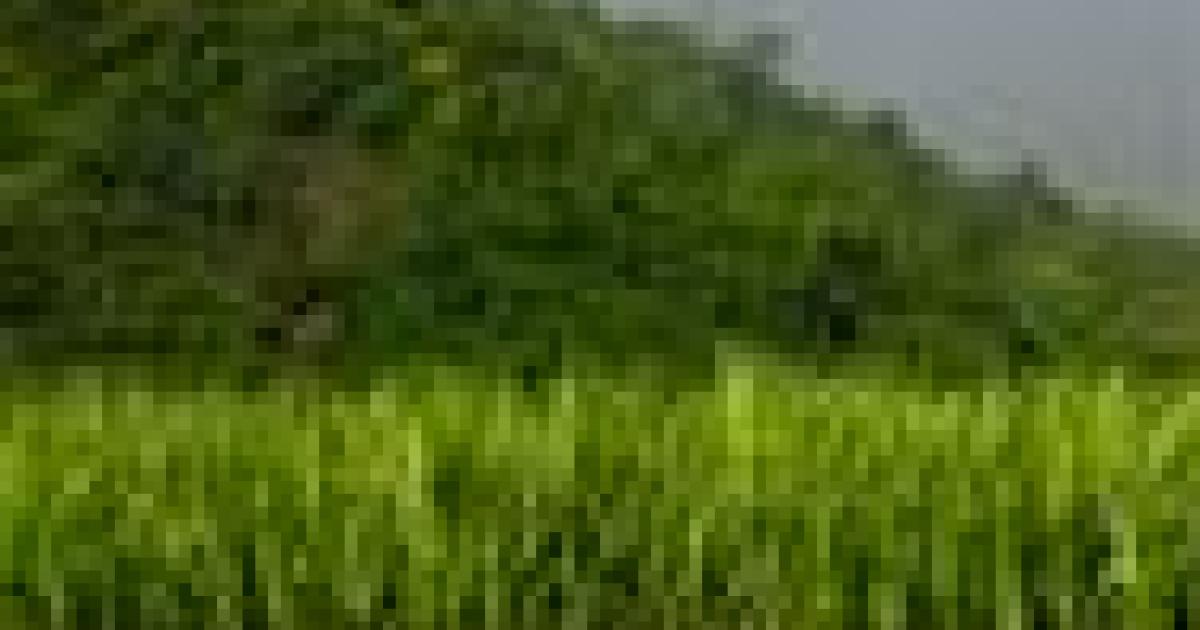 Serious indirect effects of some biofuels on global biodiversity and ...