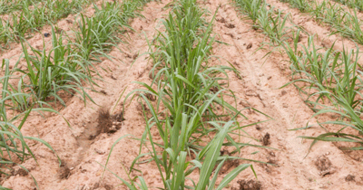 Land-based climate change mitigation measures can affect agricultural ...